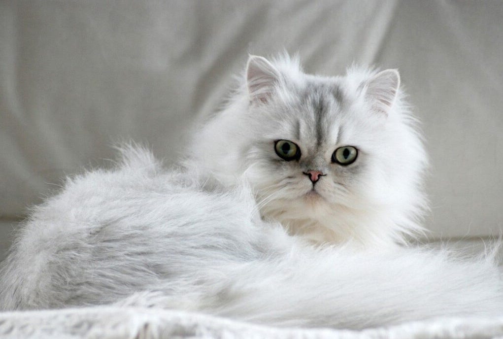 Everything You Need to Know About Persian Cats | by Rizwana Ishaq | Jul, 2024 | Medium