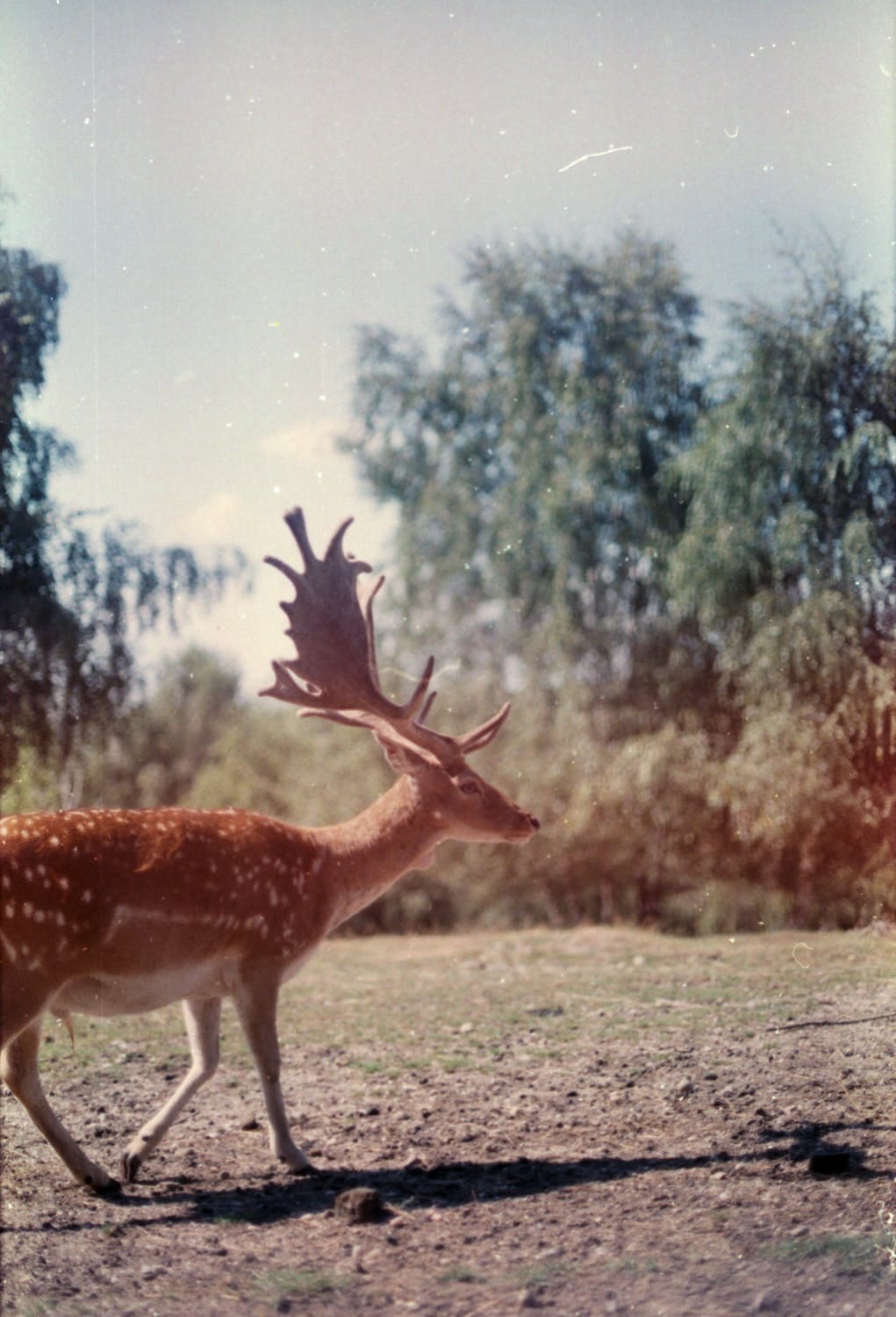 How to despeckle to remove point noise from an image in Node.JS | by ...