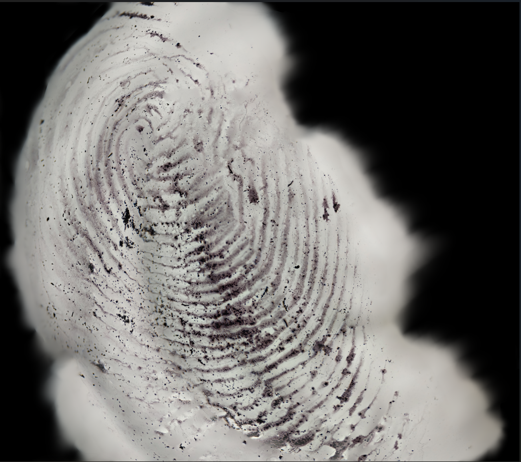 Microscopy: Toe Prints | Microscope | Shrean | Medium
