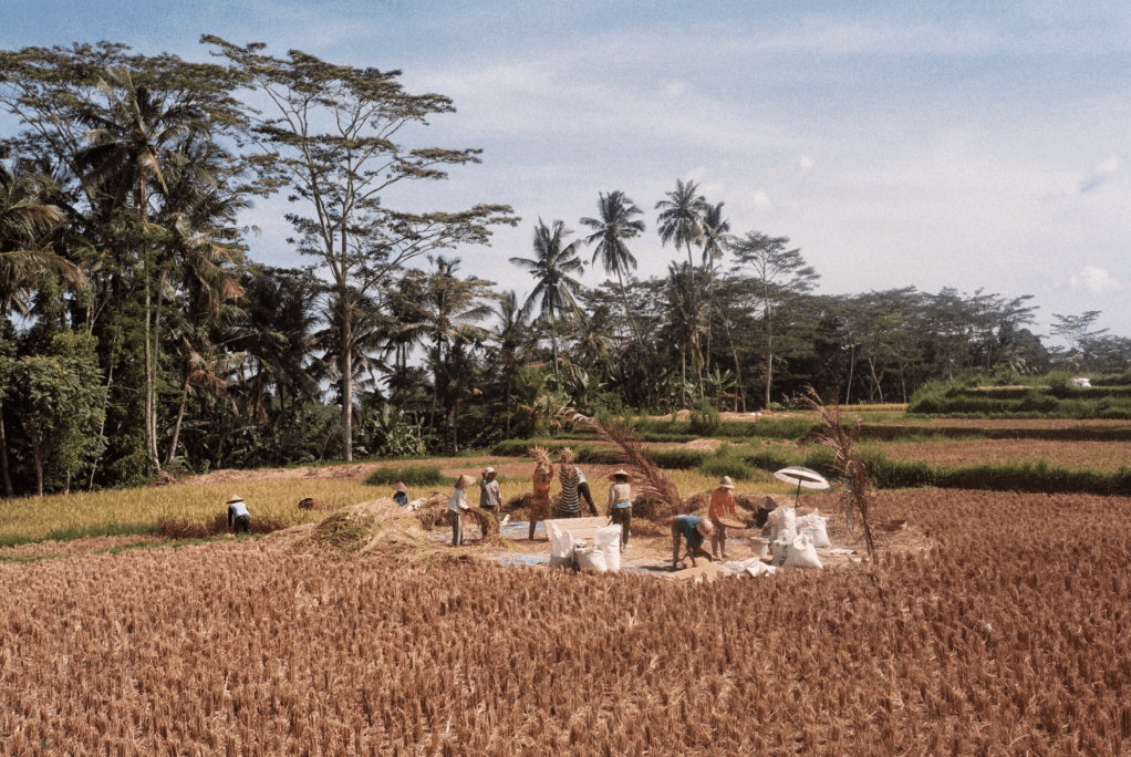What is the difference between traditional and modern farming? | by ...
