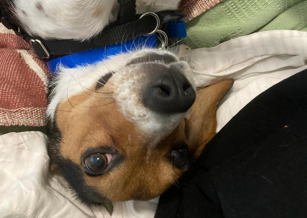 Meet My Fish-Eyed Hound Dog. He’ll Sing For You | by Rose Malana ...