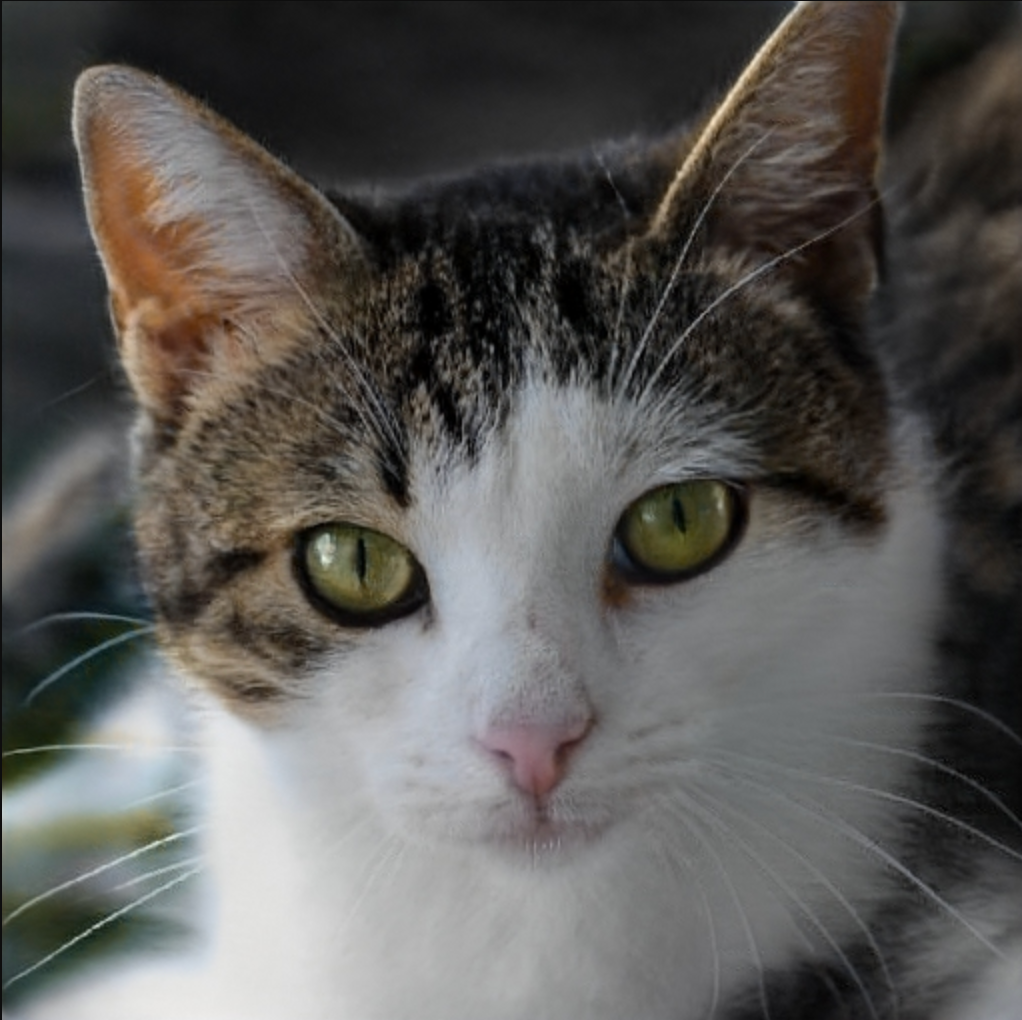 This Cat Does Not Exist. AI that can create fake cats, people… | by JP ...