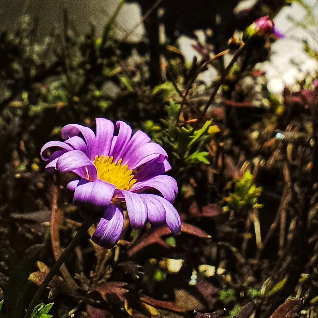 The Flower That Never Tried. What if the most beautiful thing about ...
