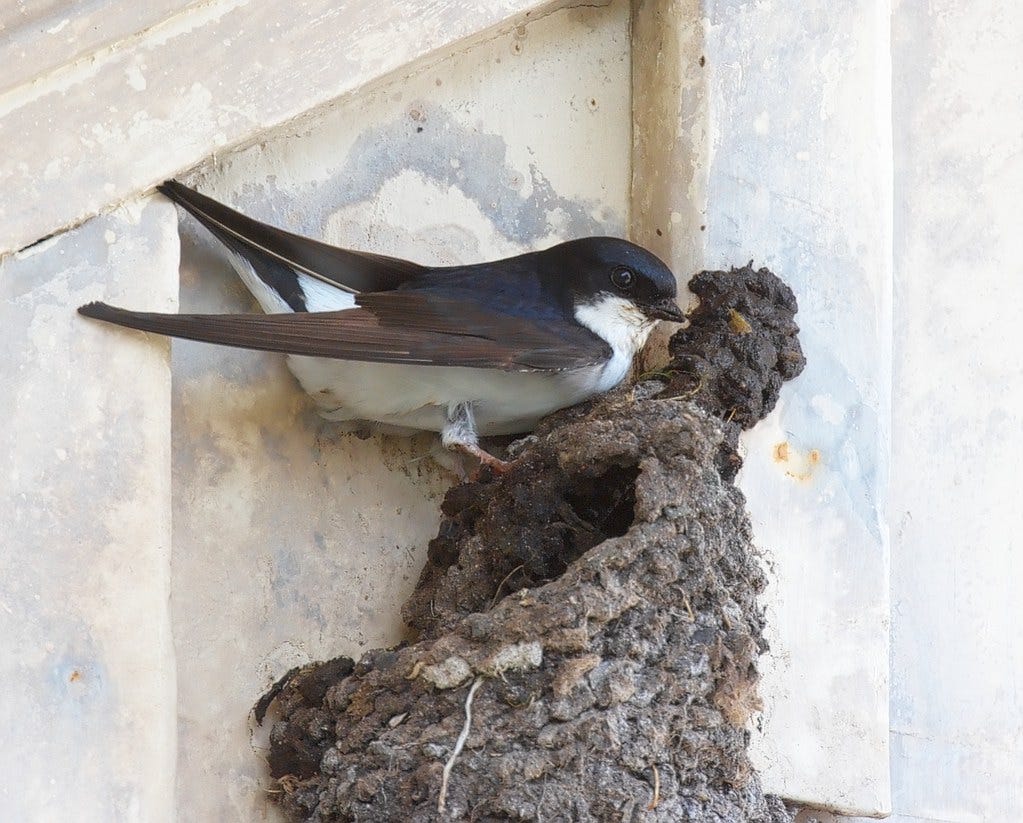 House Martin. A summer migrant that is often mistaken… | by John ...
