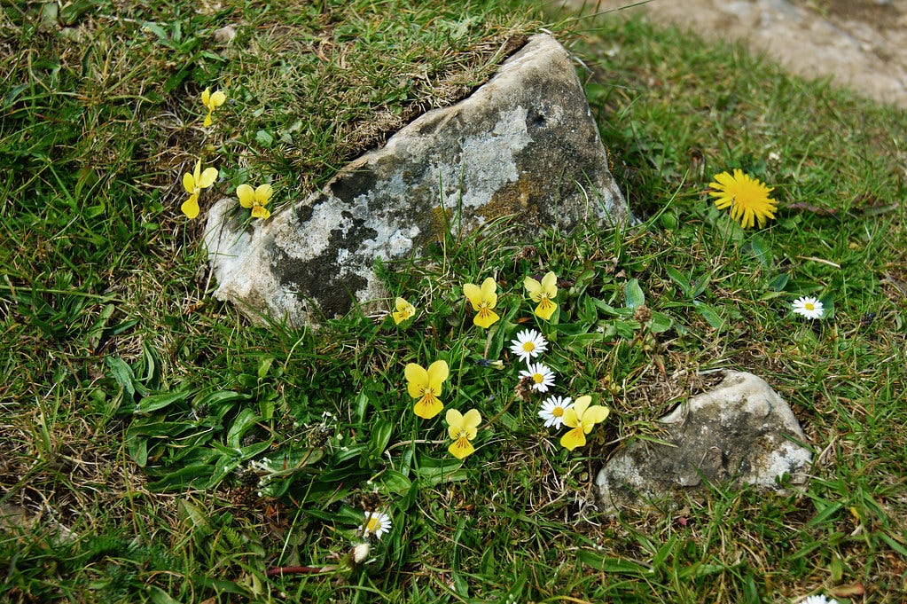 Mountain Pansy. The plant is confined to remote hilly… | by John ...