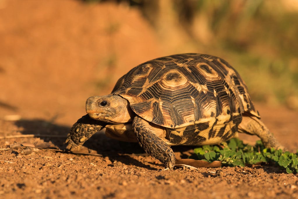 Rare Turtle Breeds: Protecting Nature’s Hidden Gems | by pulsebeat ...