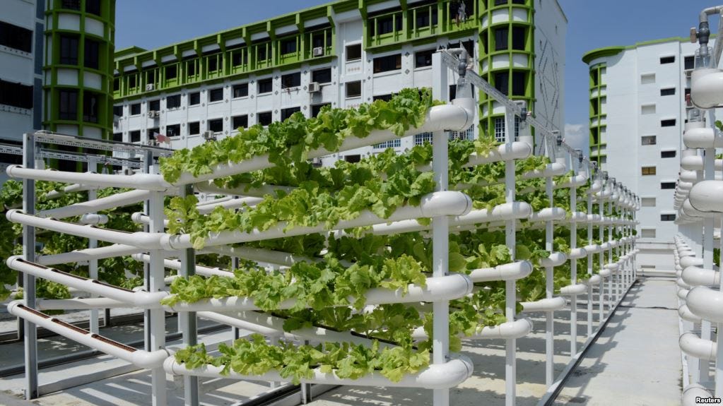 Urban Farming. The farming can be as simple as… | by Yutong Xiao | Medium