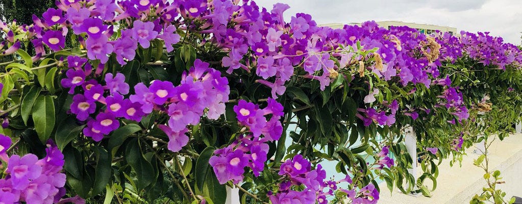 Creeping plants or “creepers” are generally considered to be small ...