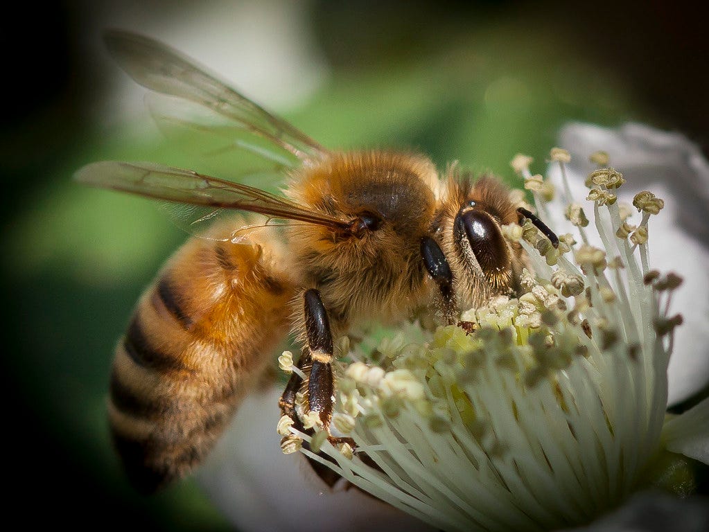 The Bee’s Knees. Curious Turns of Phrase #3 | by K R Smith | Medium