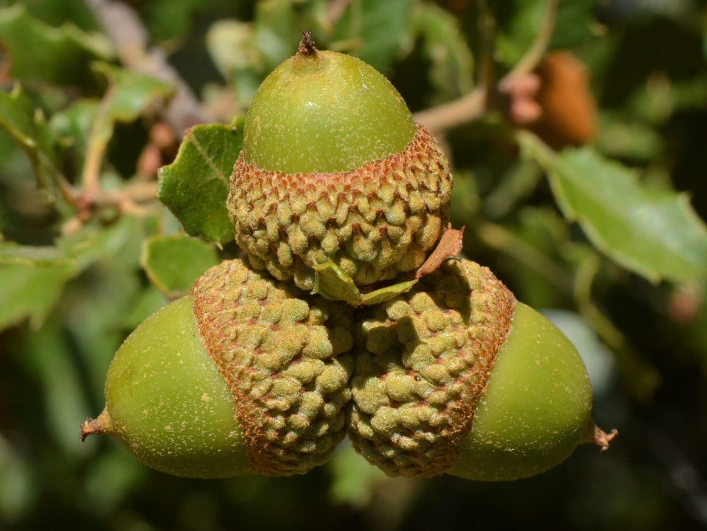 Revealing the Wonders Within Exploring the Intricacies of Acorns and ...