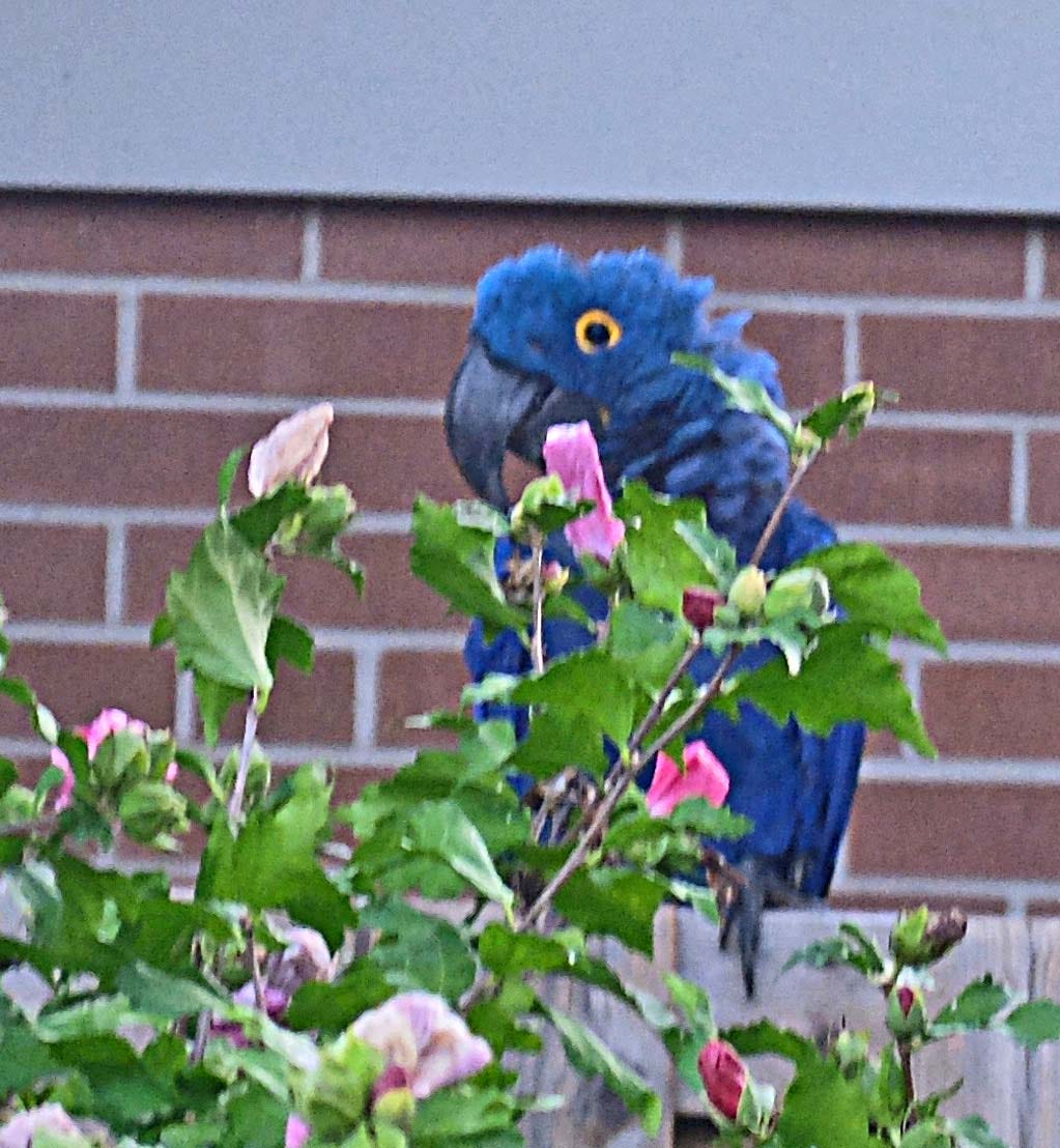 Big Blue Bird. Just dropped by to say “hello” * | by Louise Peacock ...