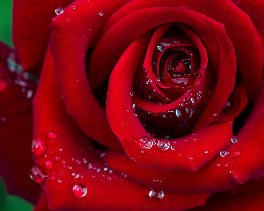 Rose for Divinity. A Spiritual Haiku | by Tom Byers | Spiritual Tree ...