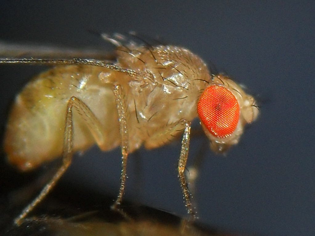 Flies help decipher genetics behind heart defects | by eLife | Health ...