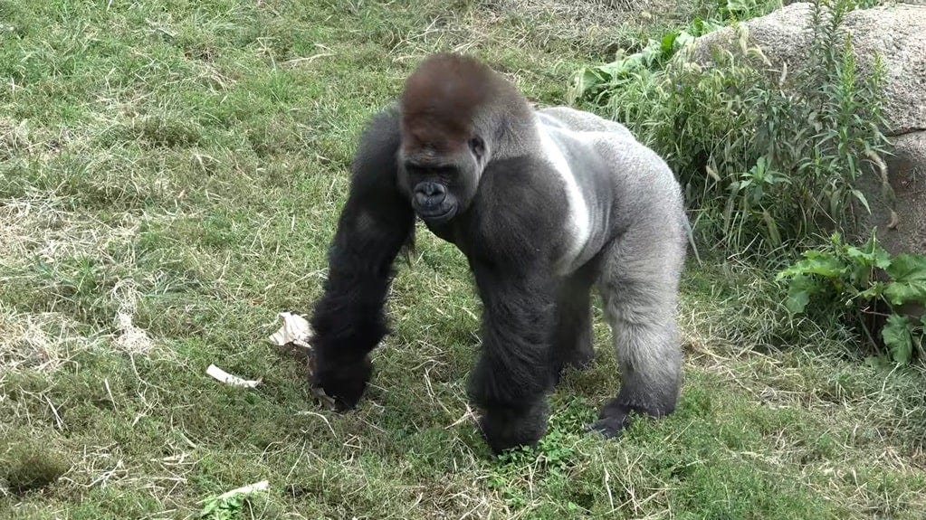 The Strongest Animals in the World: A List of Powerhouses - Top 10 ...