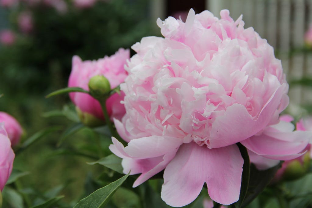 Peonies! | by Kelley MacDonald | Medium