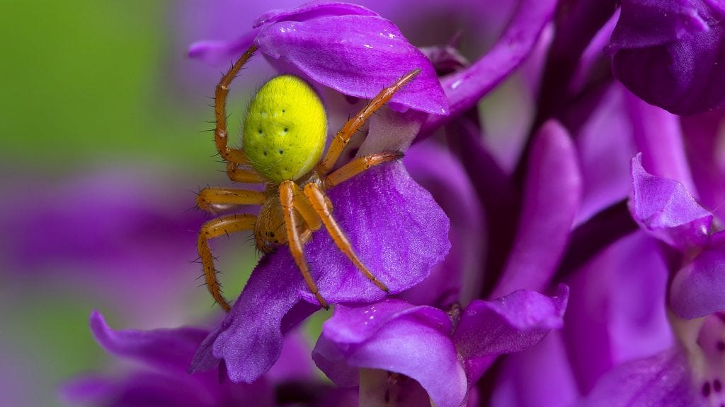 Spider Plot. 🕷 Spider Plot is a powerful graph to… | by Miss ...