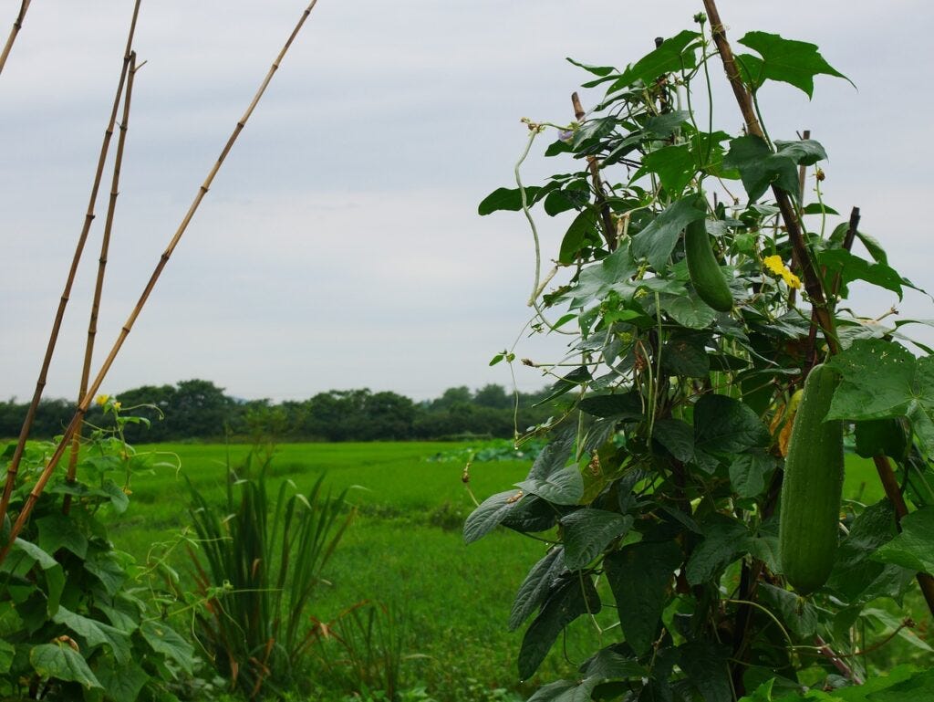 Where Does Loofah Come From?. Loofah sponges are plants that aren’t… | by Ginny Rayne | Medium