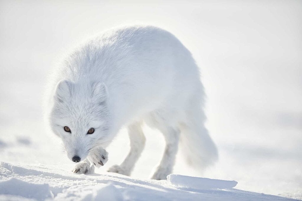 Arctic Fox Tundra