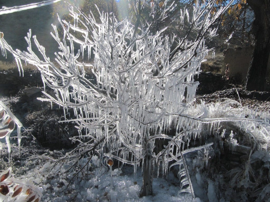 Lessons Learned: Reflections on Surviving the Ice Storm and Preparing ...