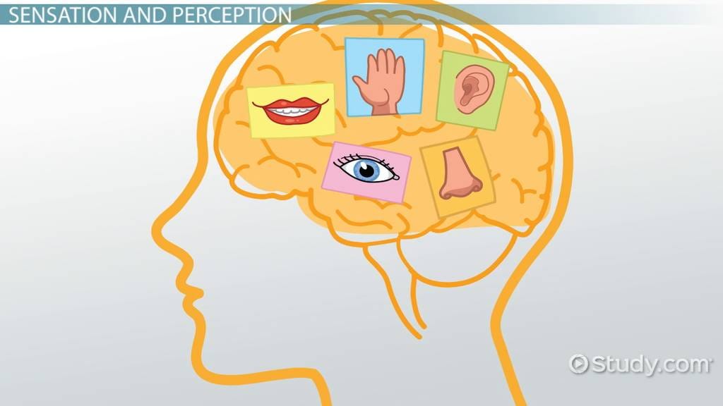 From Sensation to Perception: Understanding the Neurobiology | by ALFIL ...