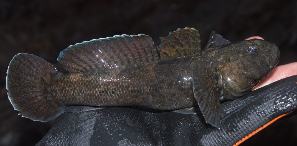 LRF Profile The Giant Goby | by My Sea Reels | Medium