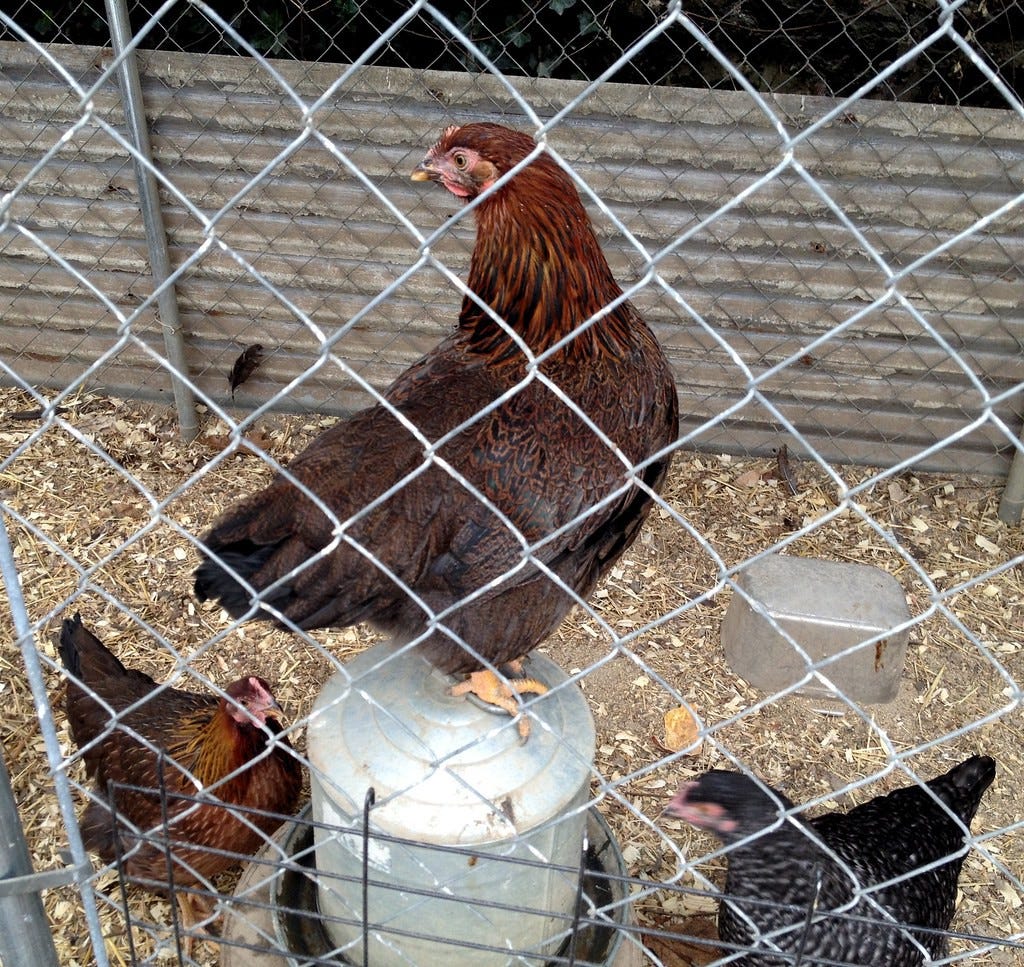 Best Top Fill Heated Chicken/Poultry Nipple Waterer | by The Review ...