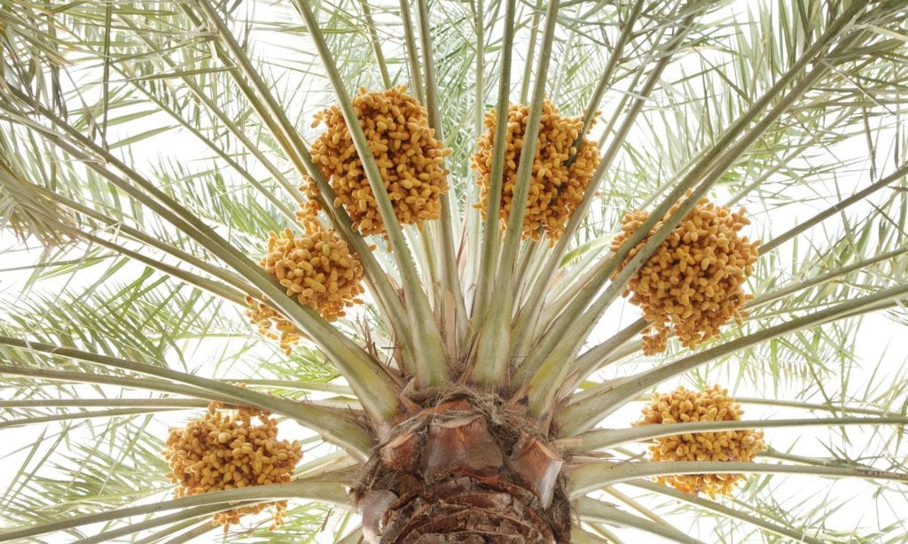 History Of Dates — A Divine Fruit | by Khajurdates | Medium