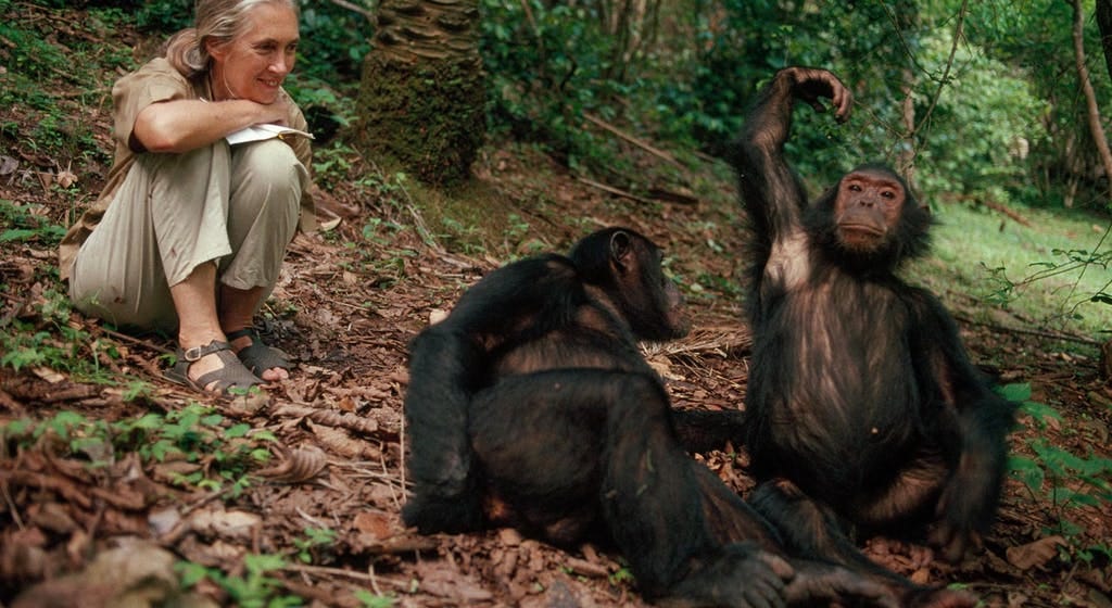 The Jane Goodall Approach: How To Be A Step-Parent To Older Kids | by ...
