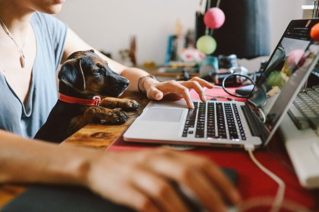 ClassicDoge is making it possible for pet parents to bring their real ...