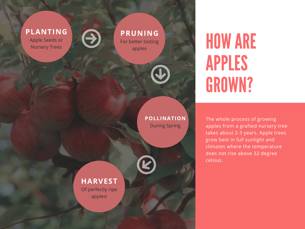 How Are Apples Grown?. In this week’s post, we will be sharing… | by ...