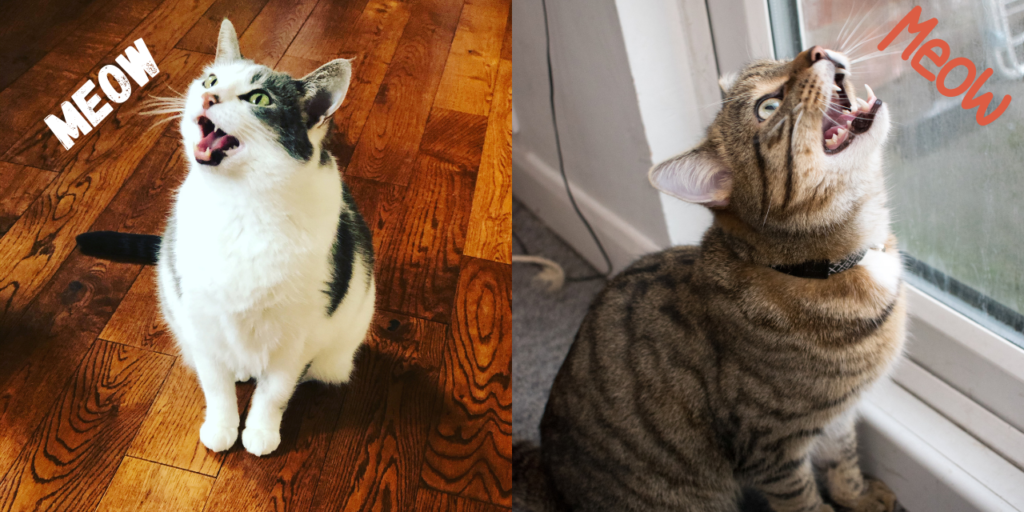 How To Speak Cat. Did you know that cats have a special… | by ...