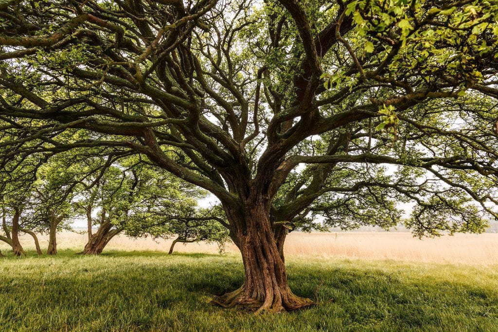 THE BENEFITS OF USING TREES FOR SHADE AND COOLING | by Michael Sandssss ...