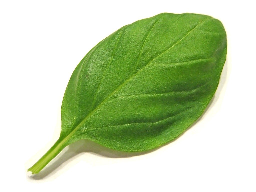 Explore the Culinary Uses, Health Benefits, and Varieties of Basil | by ...