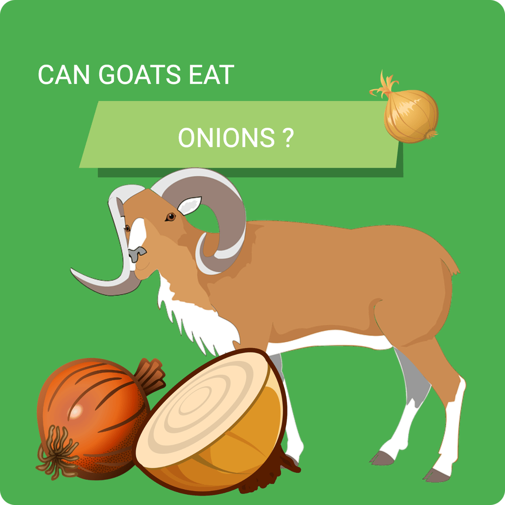 Can Goats Eat Onions? (2024). Yes, goats can eat onions, but it’s not ...