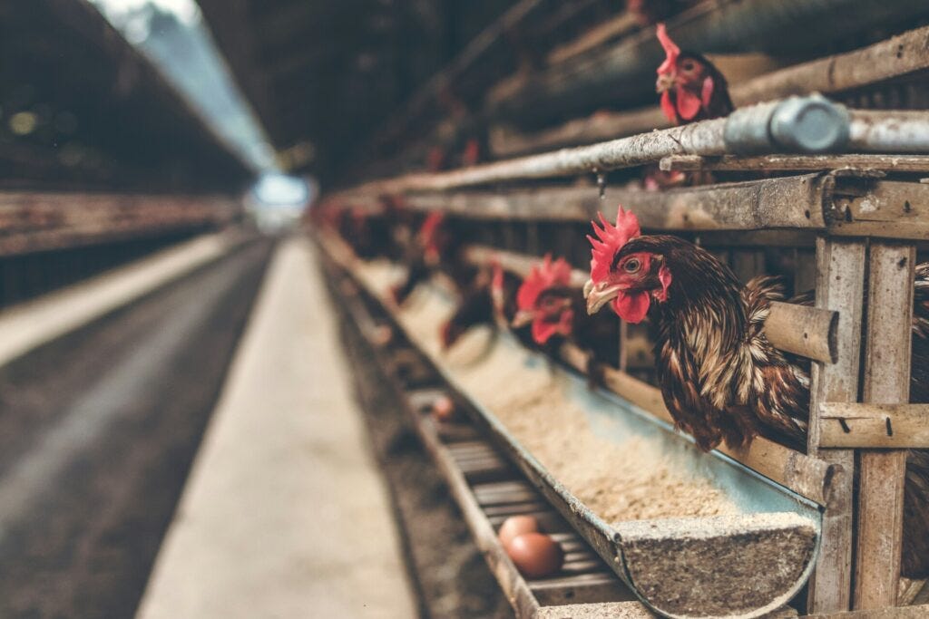 A Quick Guide To Poultry Farm Investment Philippines | by Brogan Lambert | Medium