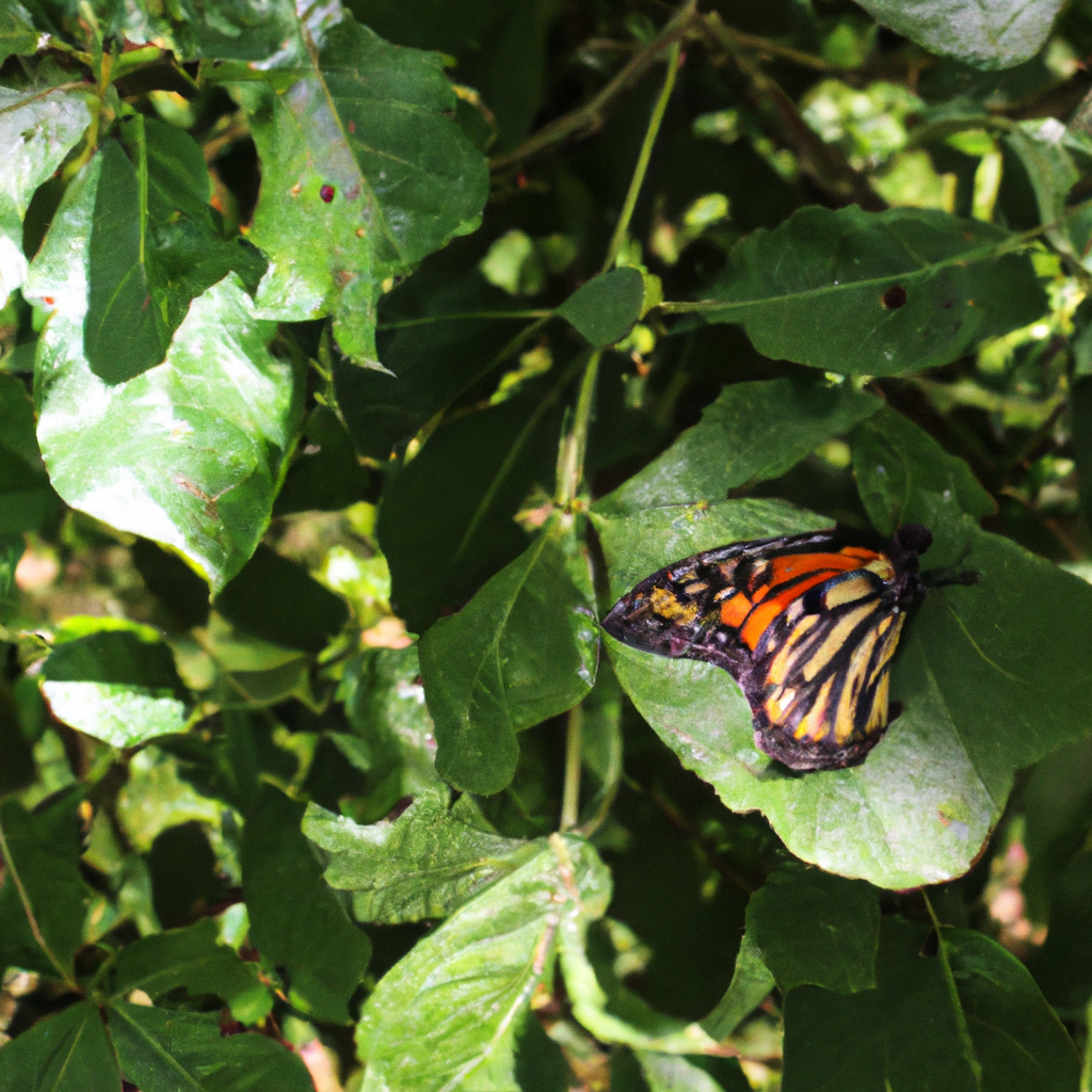 The Benefits of Shade for Butterflies: Habitat, Feeding, and More | by ...