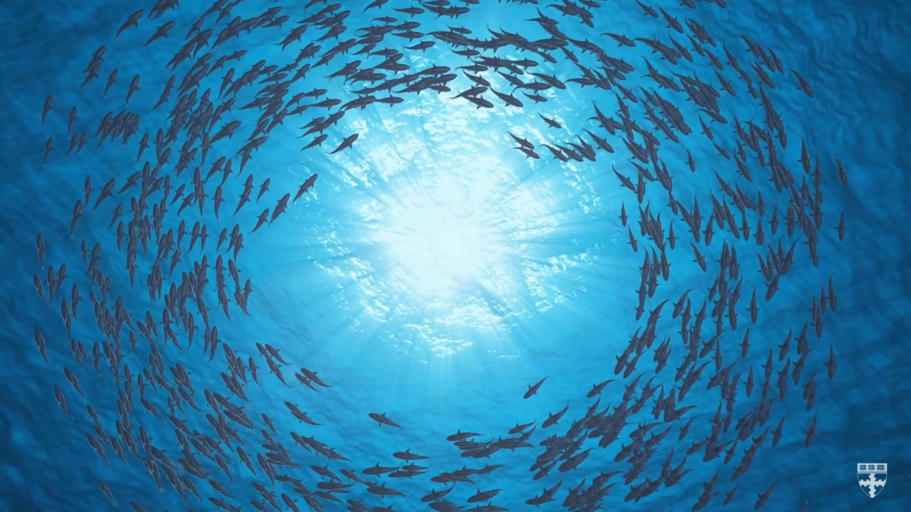 Blueswarm: Decentralized Robotic Fish Swarm Together Which uses Arducam ...