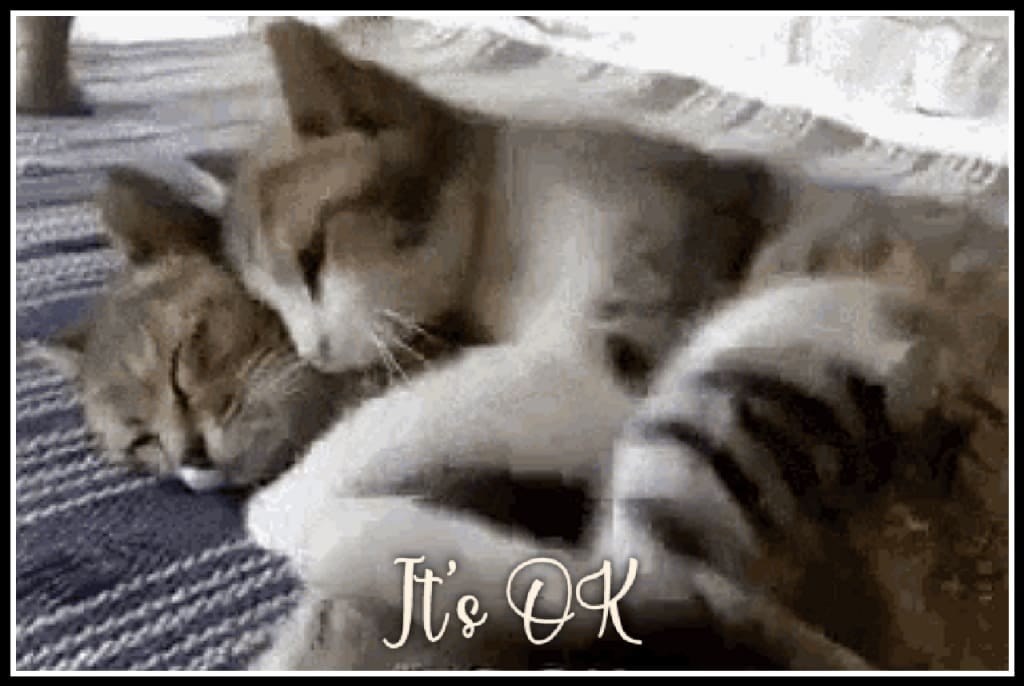 You Comfort Me. Sometimes a Soulmate Can Be Better than… | by Katrina ...