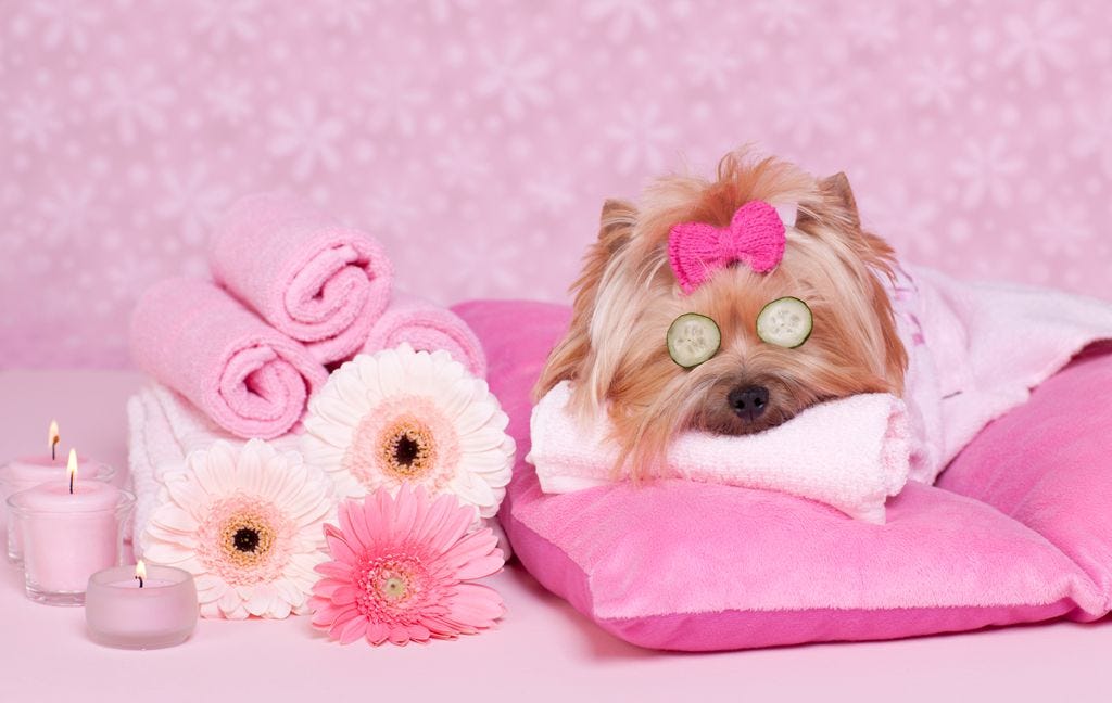 How To Give Your Dog A Spa Treatment at Home | by Mahnoor Bibi | Medium