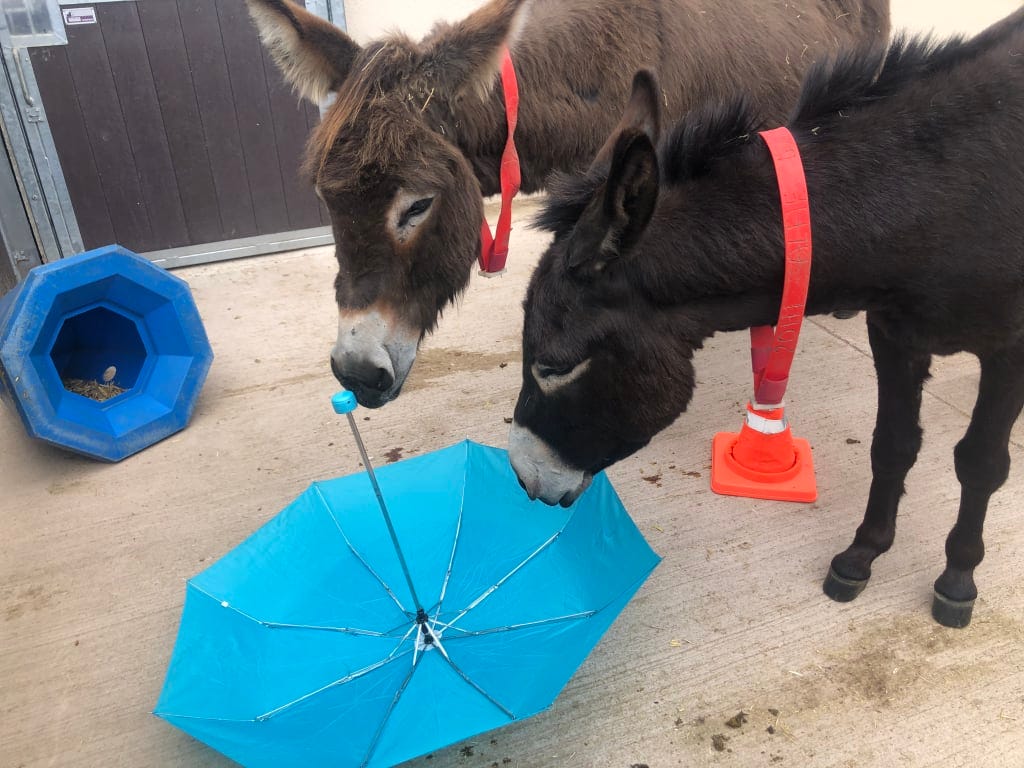 Taking Care of Your Donkey’s Mental Wellbeing | by Corinne McCafferty ...