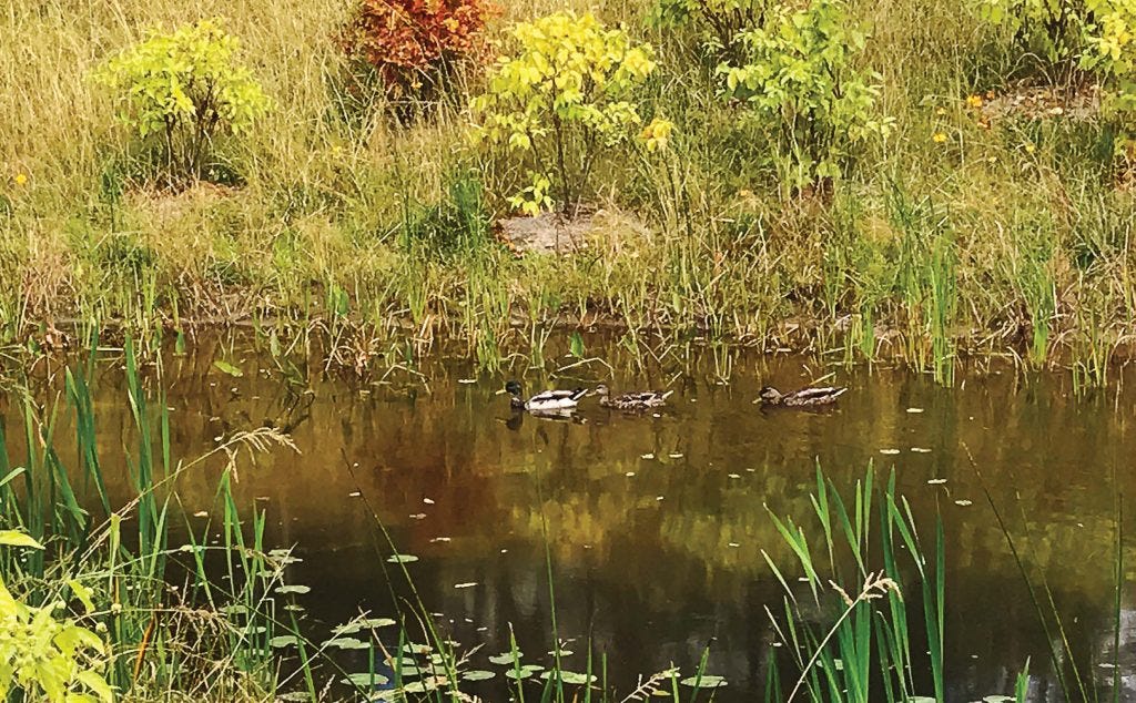 Where the Water Meets the Land and the Land the Water: Bog, Wetland ...