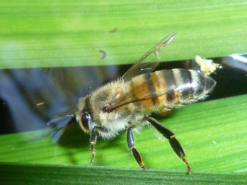 What are Some Terrifying Creatures on Earth? | by Freda Savahl | Medium