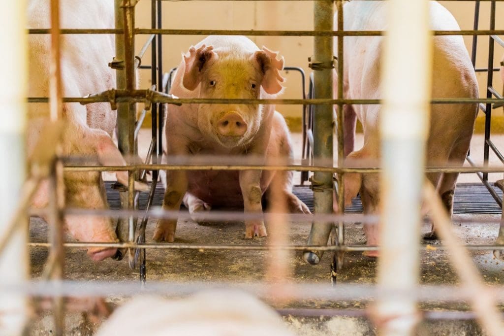 The Dire Consequences of Factory Farming on Animal Welfare - Factory ...