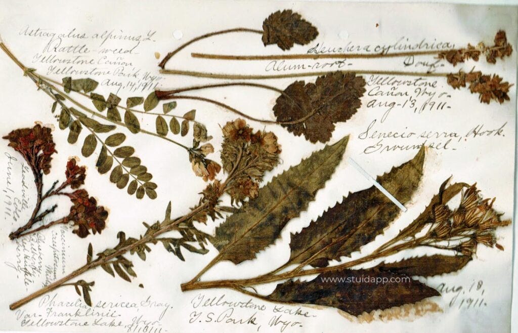Herbarium — A taxonomic aid - Stuid learning app - Medium