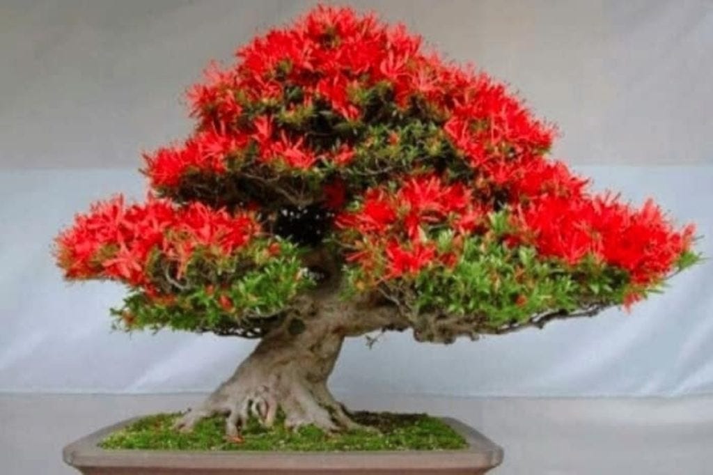 Flame Tree Bonsai: A Unique and Rewarding Hobby for Nature Lovers | by ...