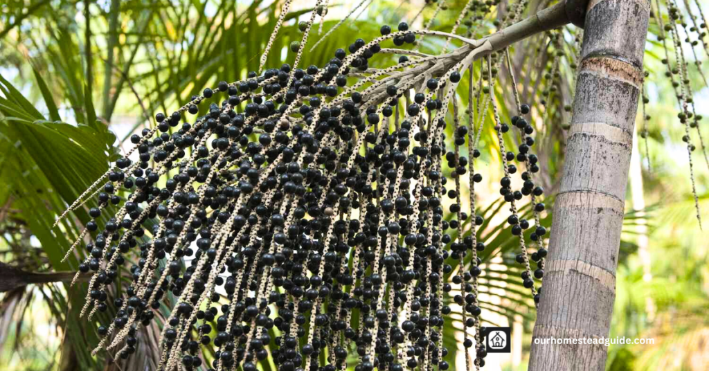 Acai Berry Tree
