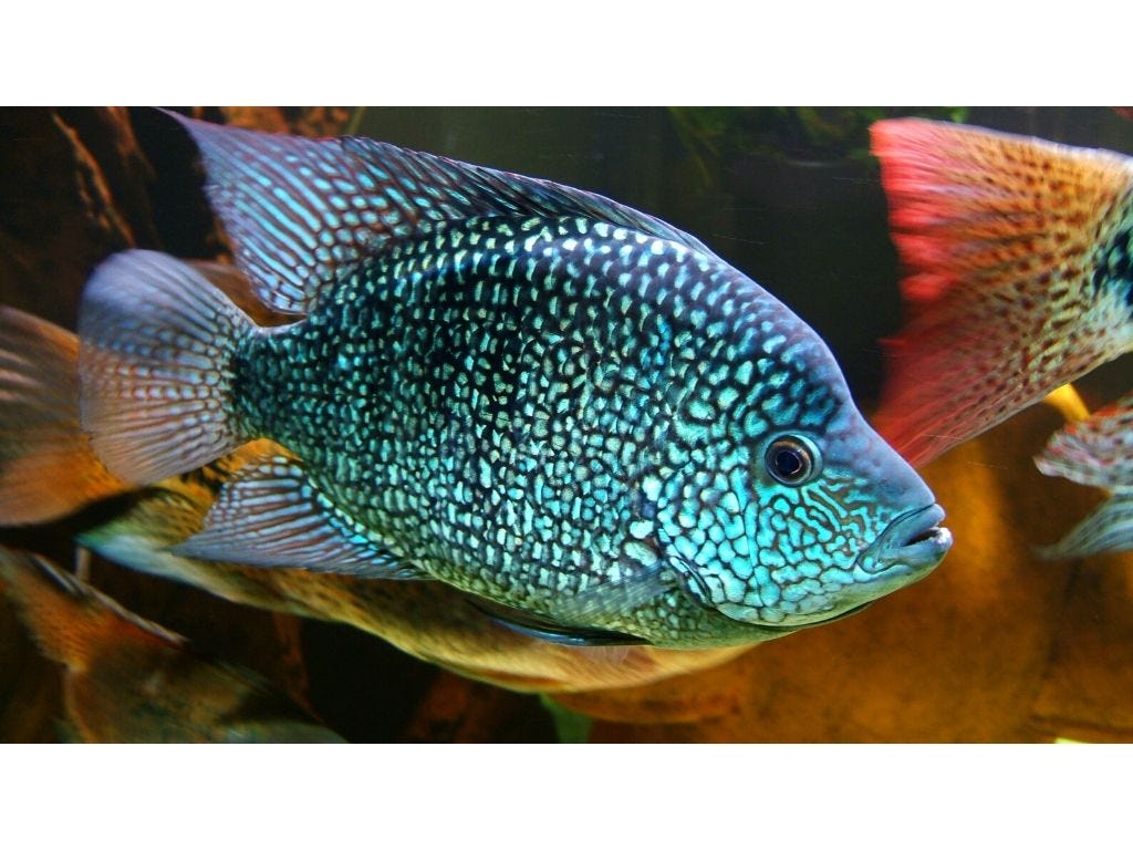 South American Cichlid Fish