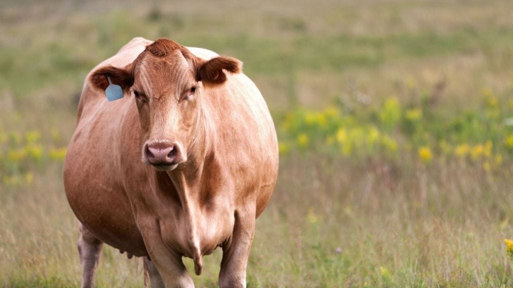 How Long Are Cows Pregnant? - Ertugrul Köseri - Medium