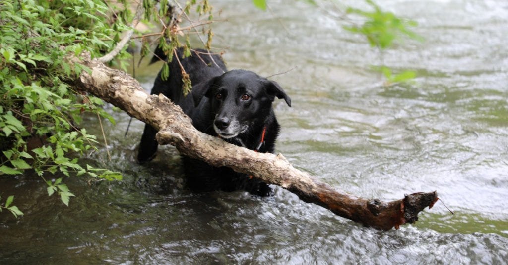 QUICK GUIDE: THE BEST LABRADOR COLOR FOR YOU | by lovelabworld | Medium