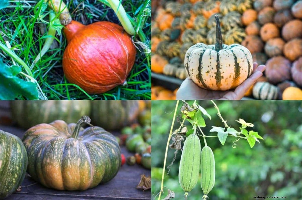 25 emocionantes tipos de calabaza para cultivar y comer | by Restaurant ...